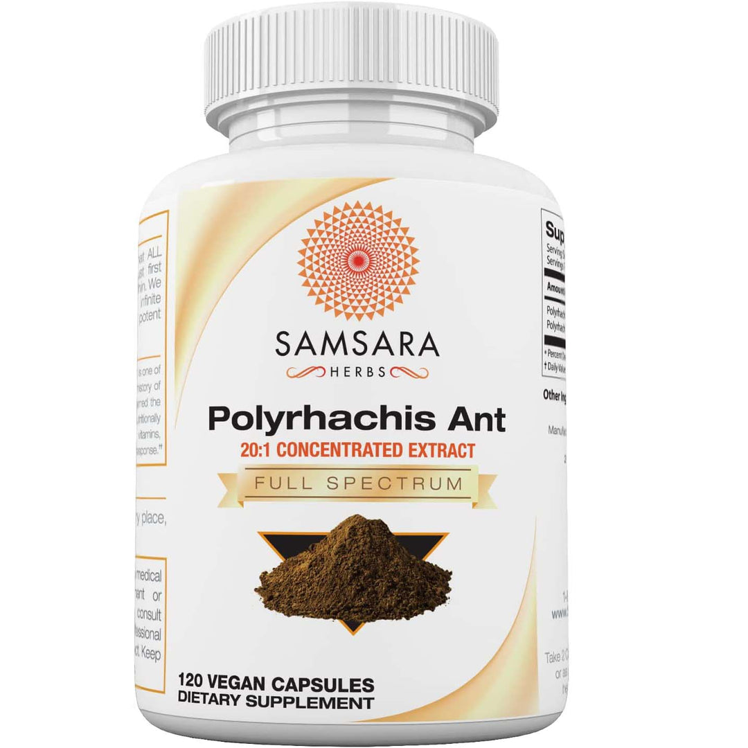 Polyrhachis Ant Capsules – Samsara Herbs
